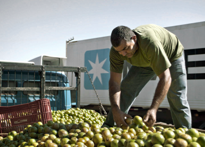 Perú: 89% de la cadena agroexportadora del mango involucra a pequeños ...
