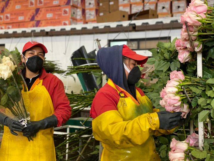 Ecuador exporta más de 8 millones de cajas de flores y follajes ...