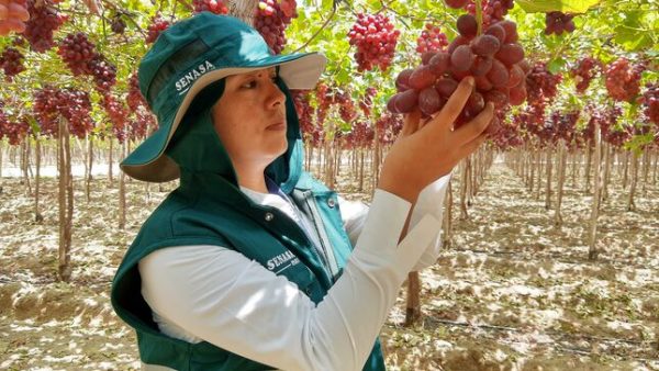 Perú: Exportación de uva crece 29% en octubre de 2022 - PortalPortuario
