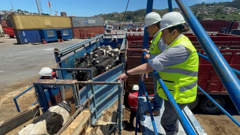 SAG Bio Bio certifica nuevo embarque de vaquillas en pie en Talcahuano ...