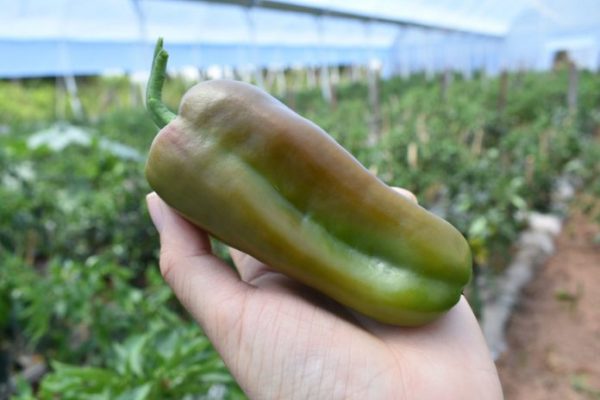 Paraguay da inicio a exportaciones de locote hacia Argentina ...